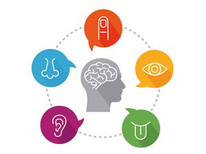 Harnessing the Power of Multisensory Learning – Global CPD